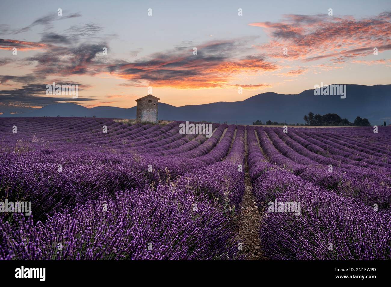 Small tower in a lavender field at sunrise with pink colored clouds in ...