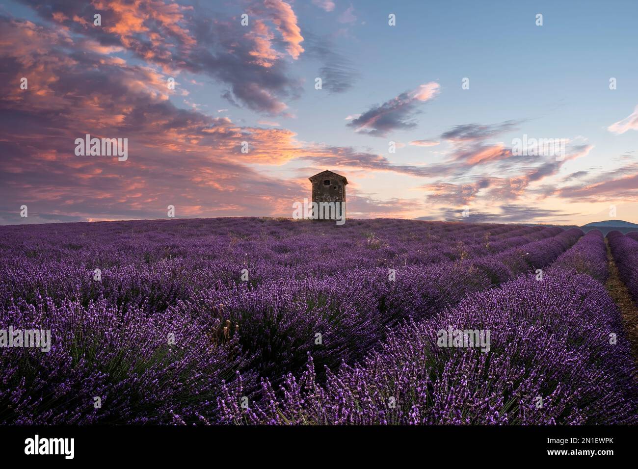 Small tower in a lavender field at sunrise with pink colored clouds in ...