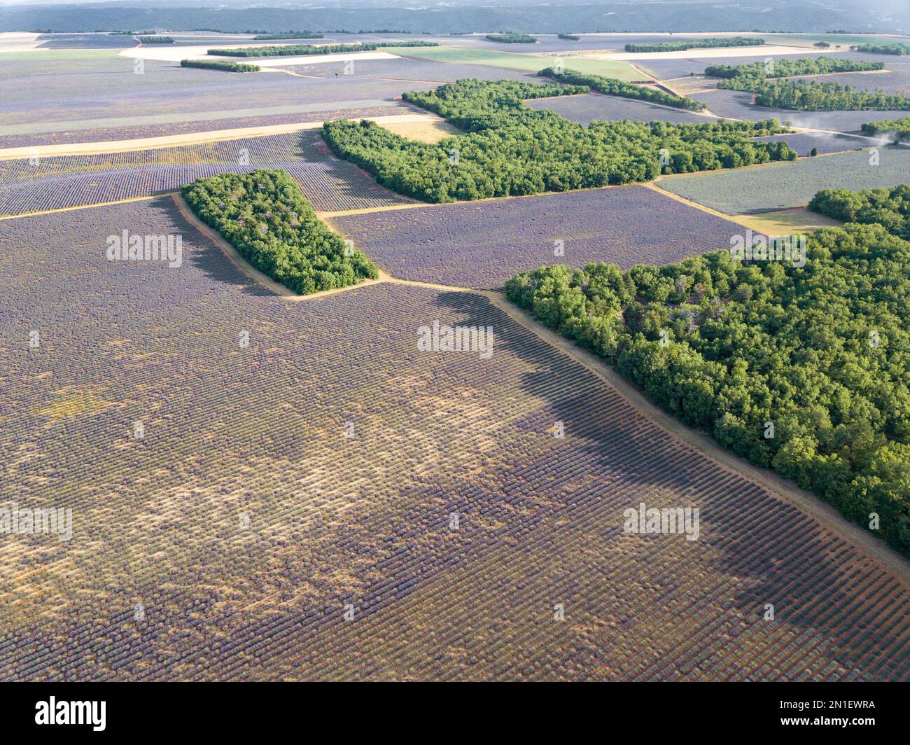 Aerial view of lavender fields, Puimoisson, Provence, France, Europe ...