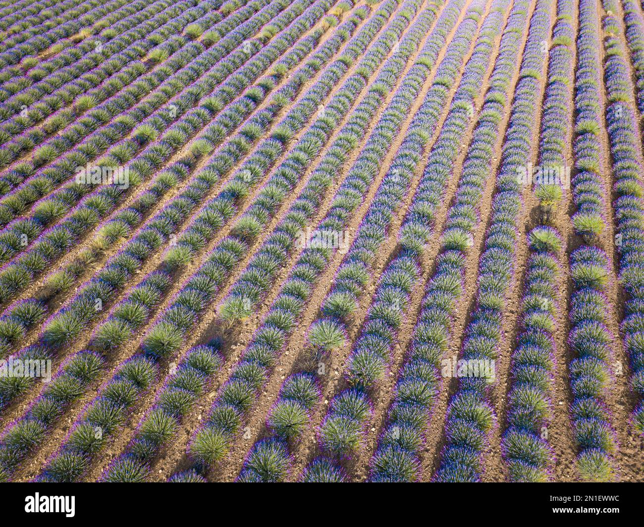 Aerial view of lavender bushes in Provence, France, Europe Stock Photo ...