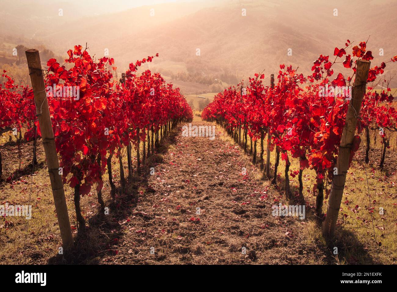 Red vineyard lines on a hazy day, Emilia Romagna, Italy, Europe Stock ...