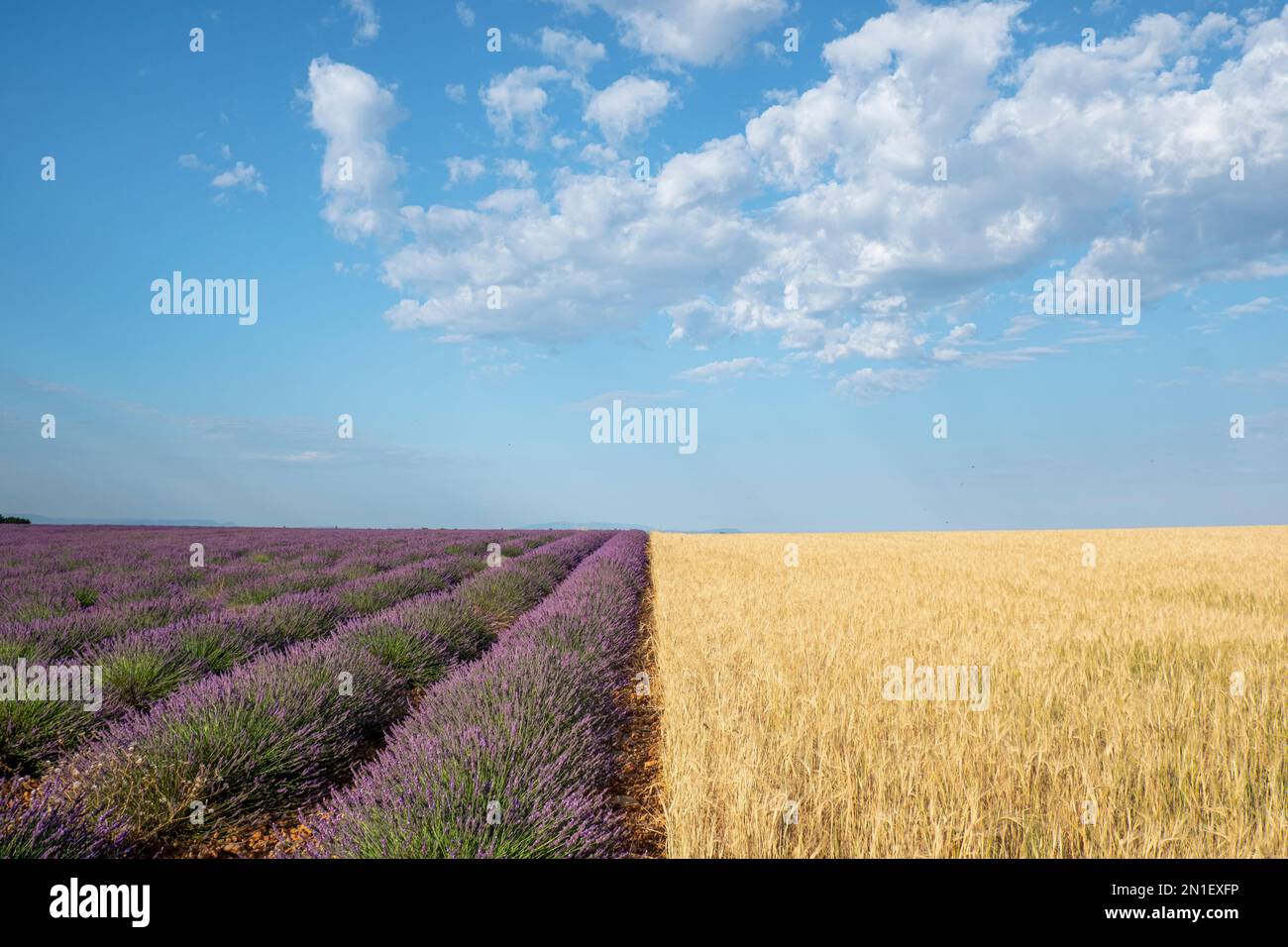 Purple lavender field and a wheat field symmetric under a blue sky ...