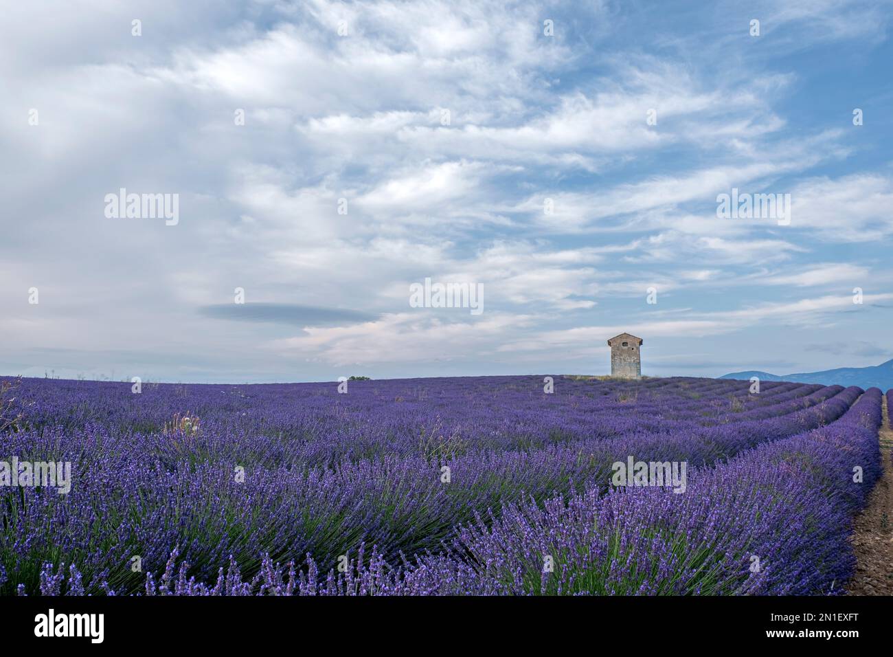 Small tower in a lavender field under a blue cloudy sky, Plateau de ...