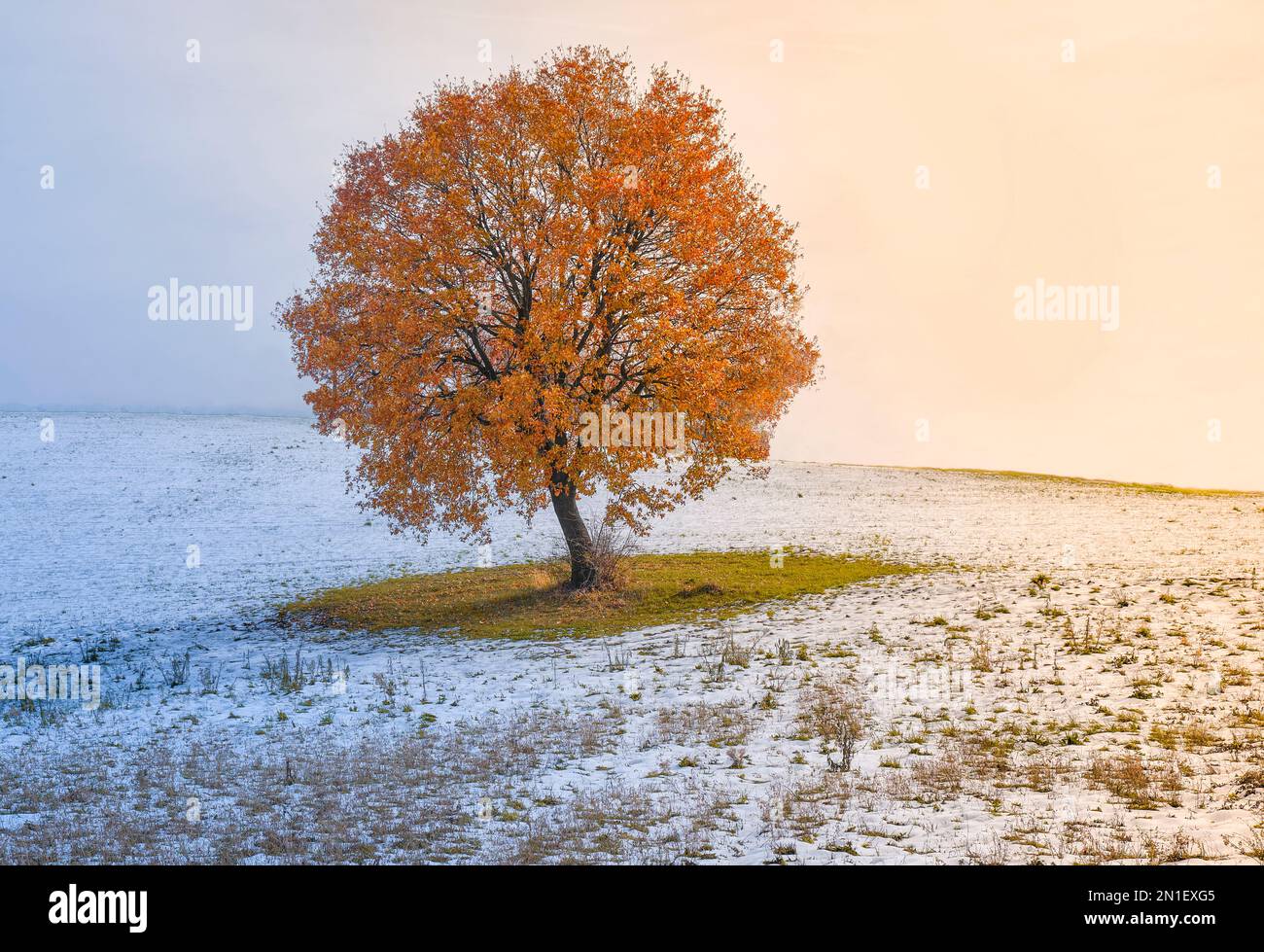 An oak tree with orange leaves in the middle of a snow covered field ...