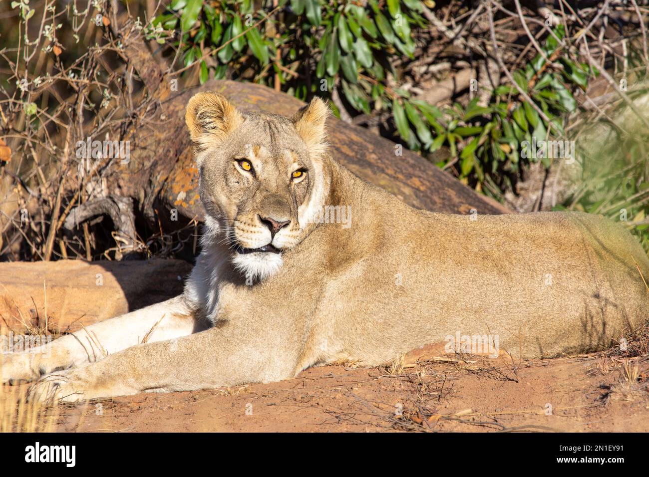 Lioness in Welgevonden Game Reserve, Limpopo, South Africa, Africa ...