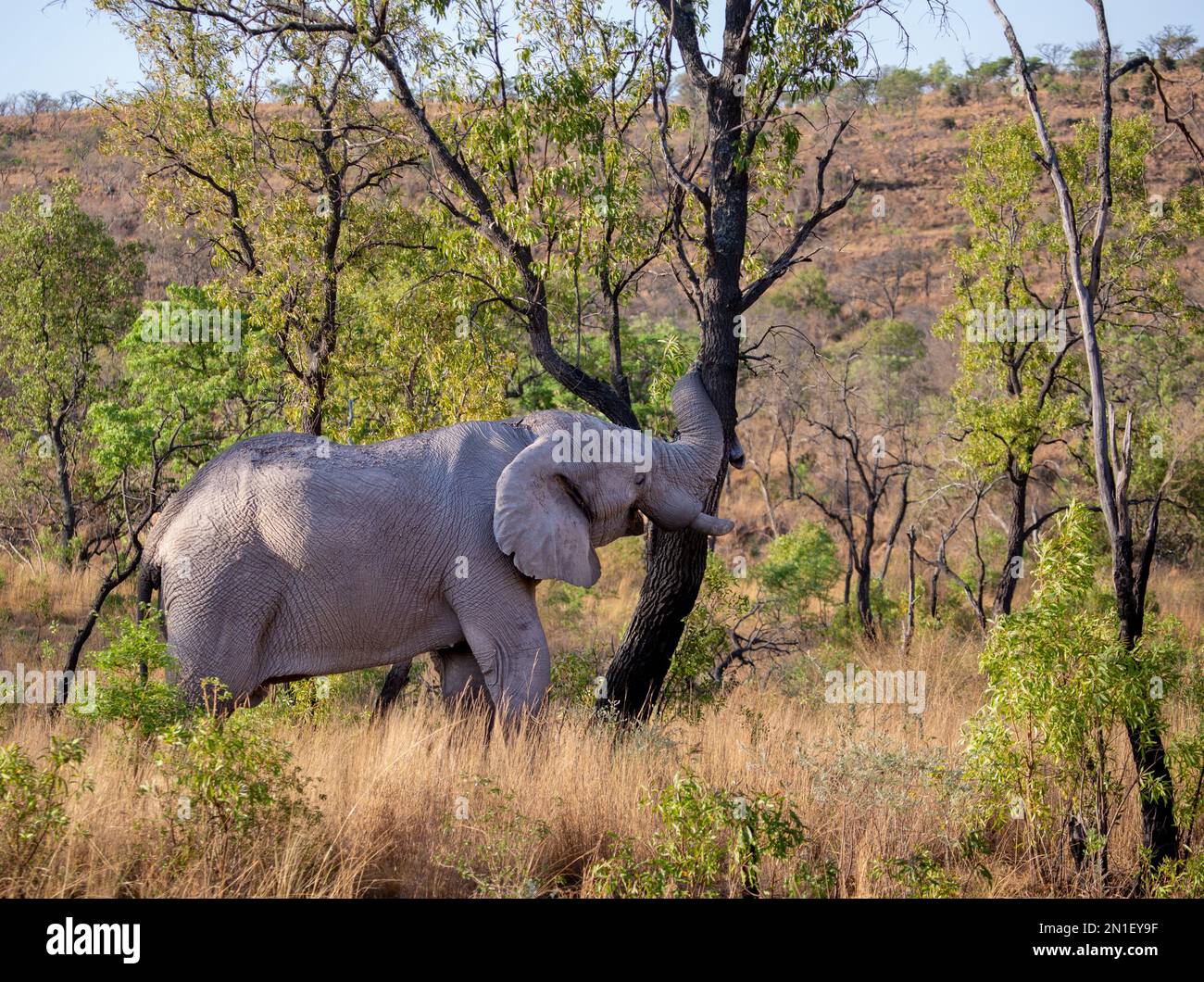 Elephant shaking tree hi-res stock photography and images - Alamy