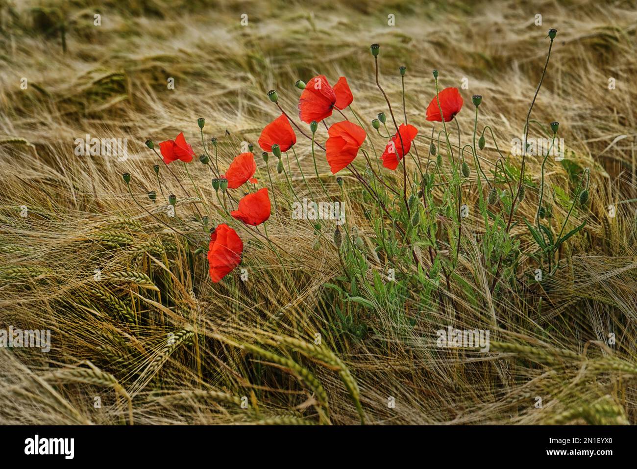 Field of poppies and wheat hi-res stock photography and images - Alamy