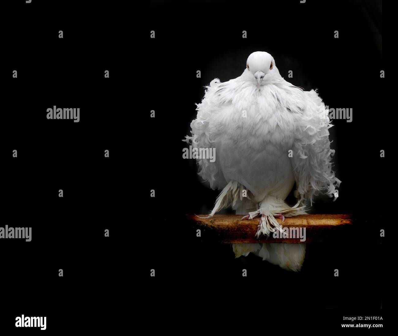 Frilled hi-res stock photography and images - Alamy