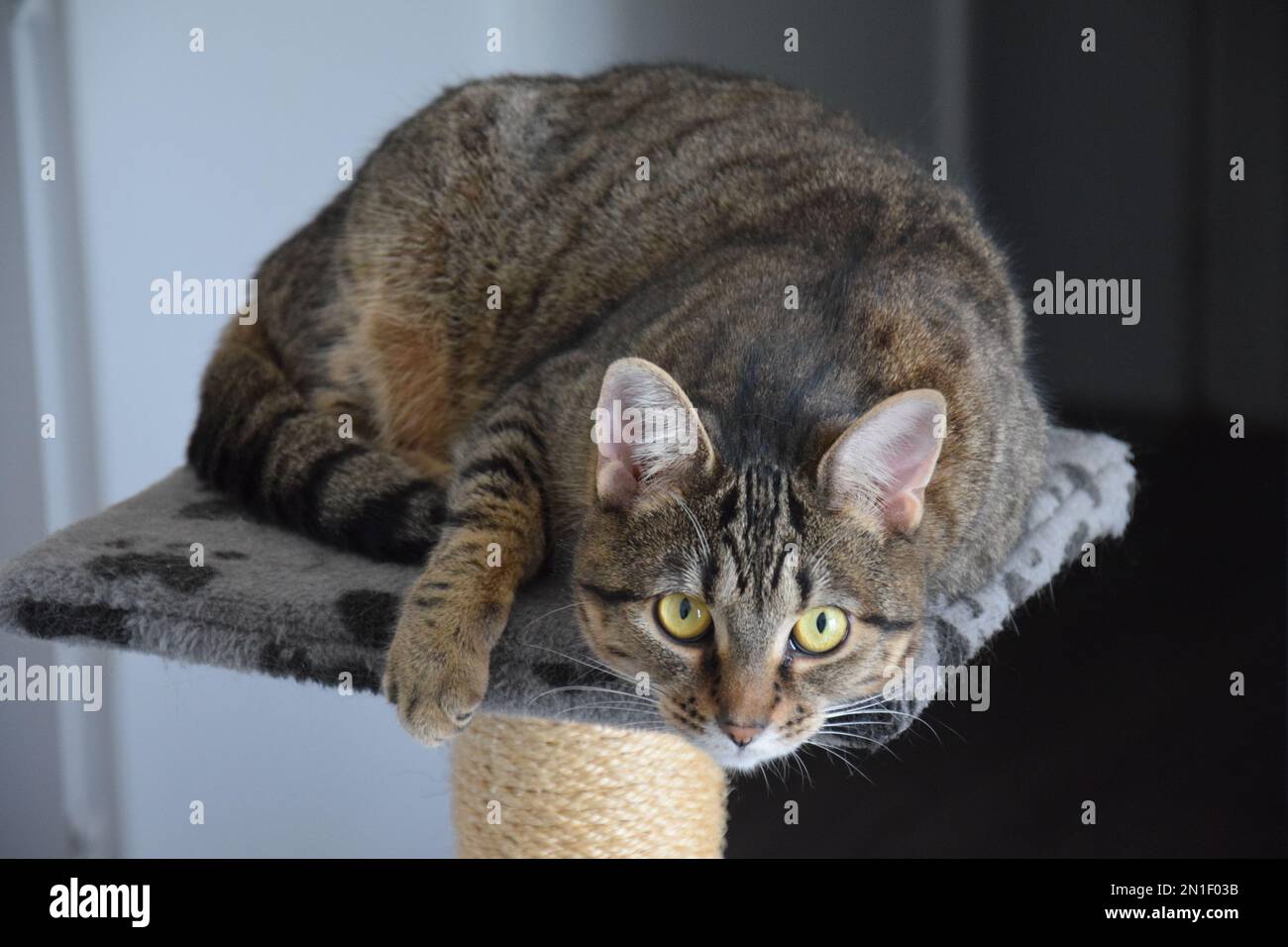 Cute Brown Striped Tabby Domestic Cat Portrait Stock Photo - Alamy