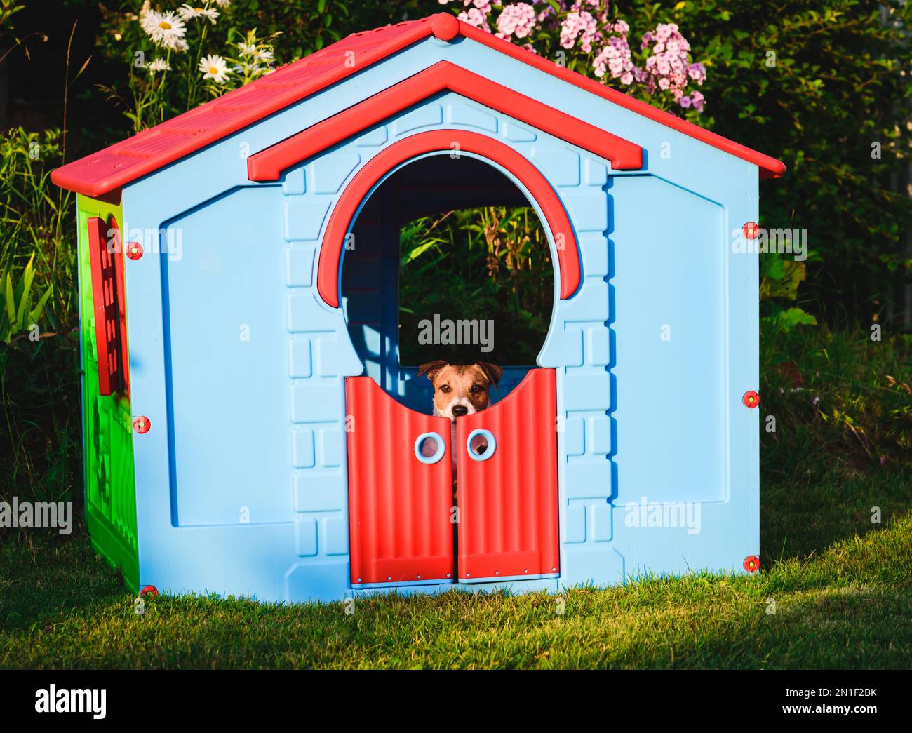Sad dog feeling anxiety hiding in children playhouse at backyard Stock ...