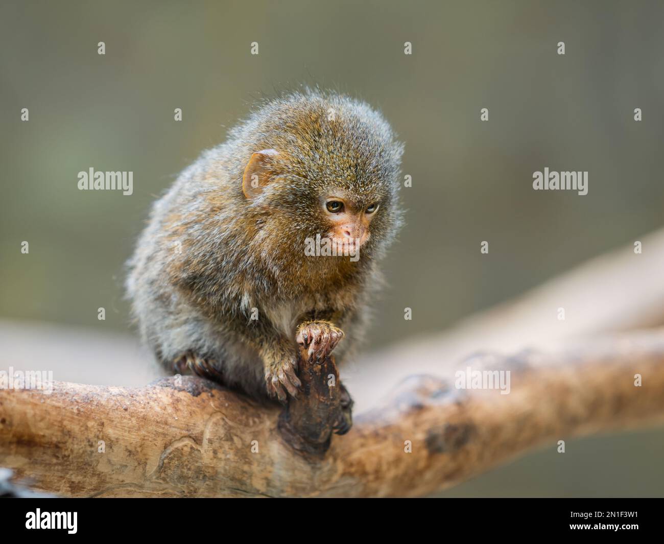 Fluffy pygmy marmoset is perching on tree branch. Portrait of one of ...