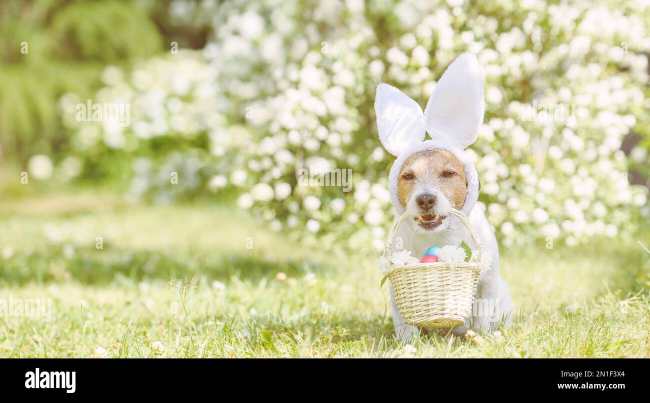 Dog wearing Easter bunny ears holding basket full of colored eggs and ...
