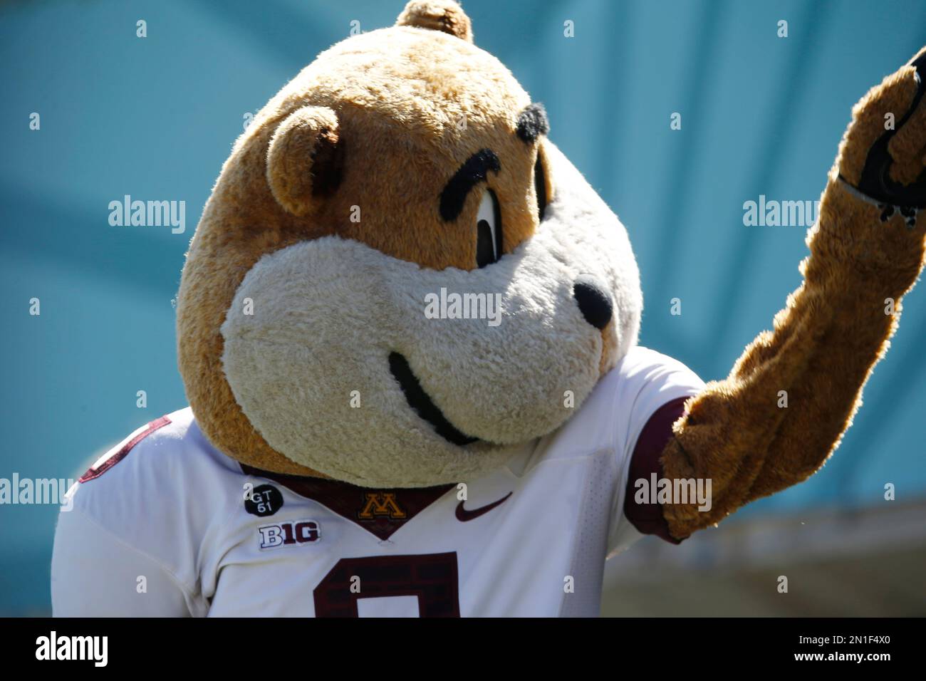 Minnesota Golden Gophers mascot Goldy waves to cows while facing the ...