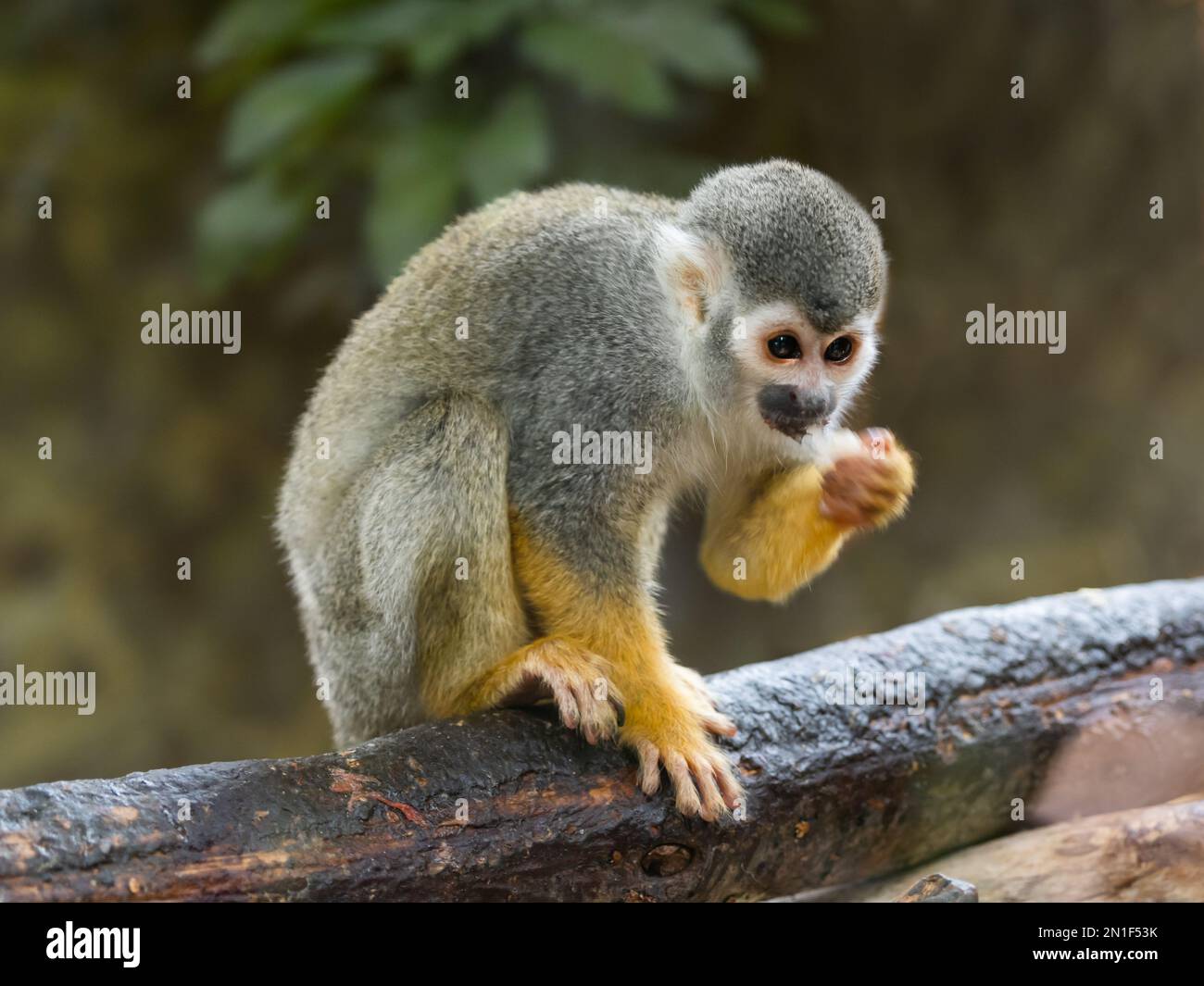 Common squirrel monkey is perching on tree branch. Saimiri sciureus is ...