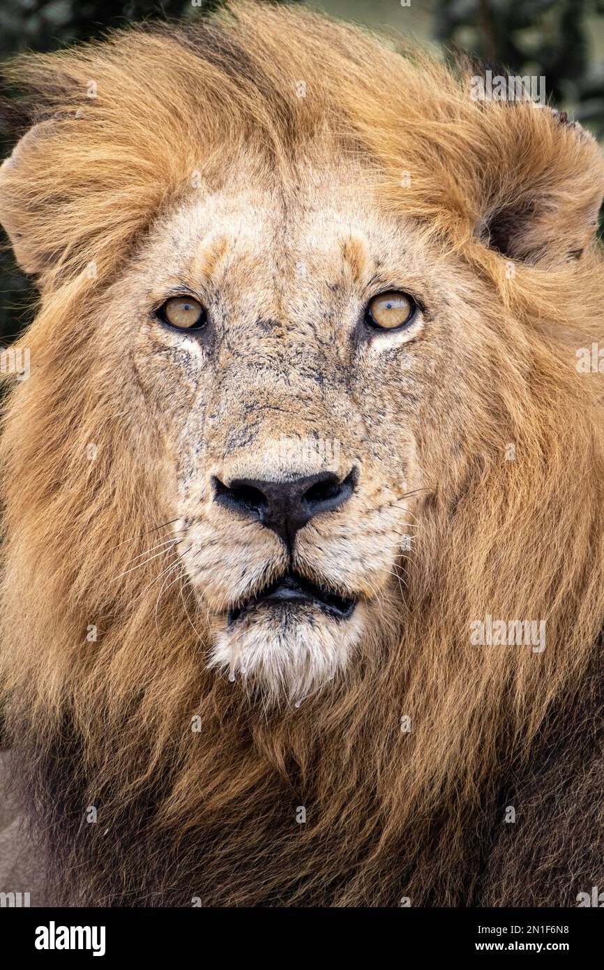 Mane mouth hi-res stock photography and images - Alamy
