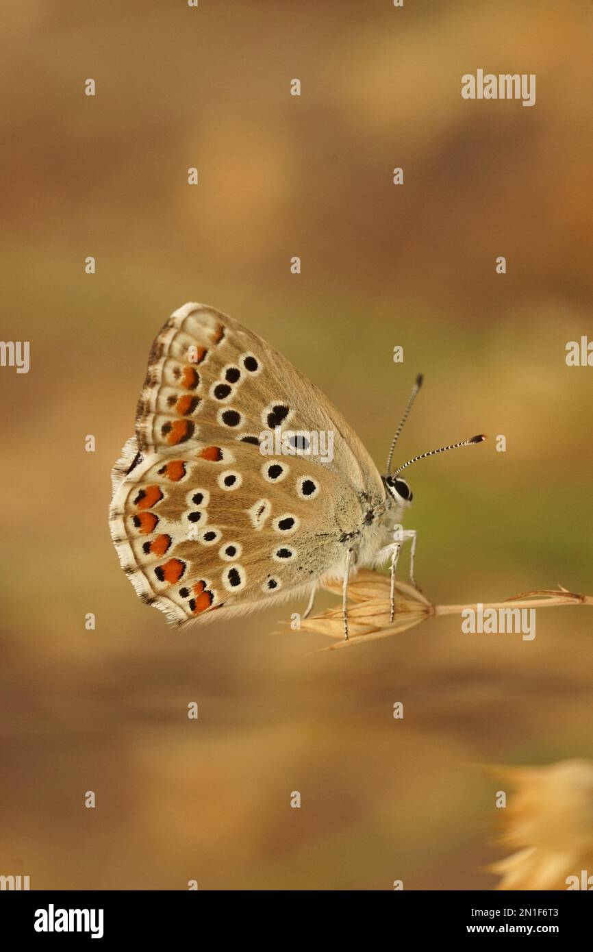 Natural detailed closeup of an Adonis blue, Lysandra bellargus ...