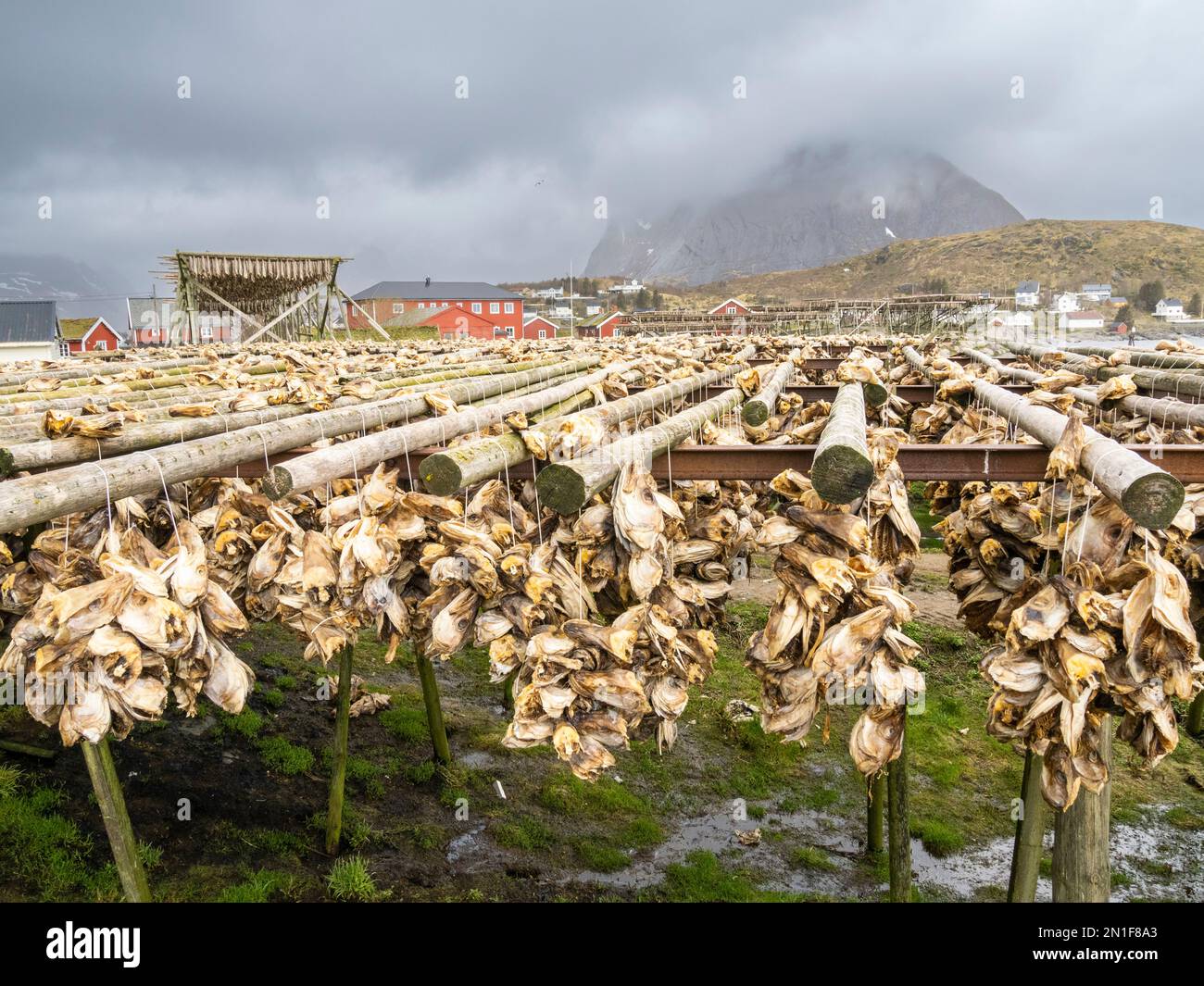Cod drying on racks to become stockfish in the town of Reine ...