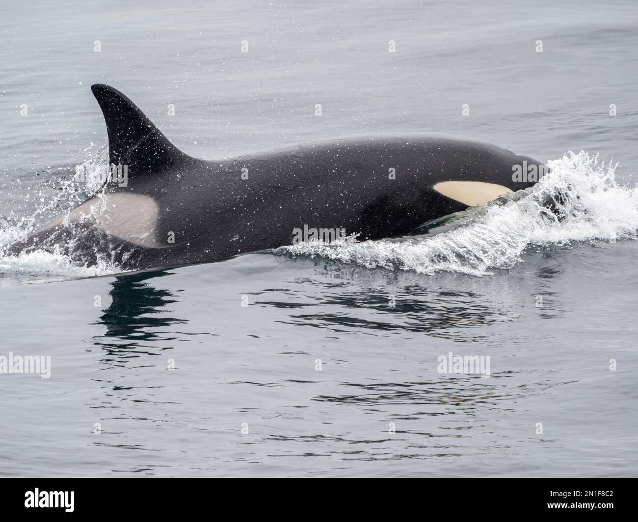 A small pod of Atlantic killer whales (Orcinus orca), surfacing just ...