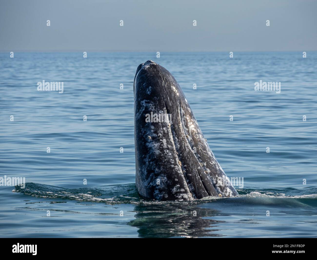 Adult gray whale (Eschrichtius robustus), spy-hopping in Magdalena Bay ...
