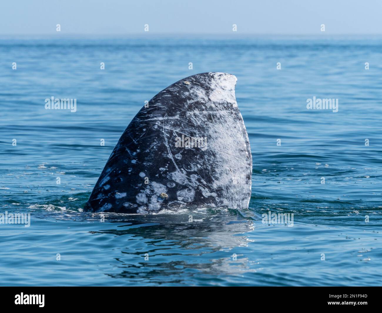 Adult gray whale (Eschrichtius robustus), surfacing in Magdalena Bay on ...