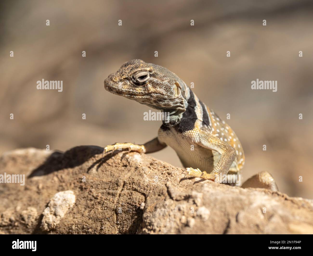 Mosaic lizard hi-res stock photography and images - Alamy