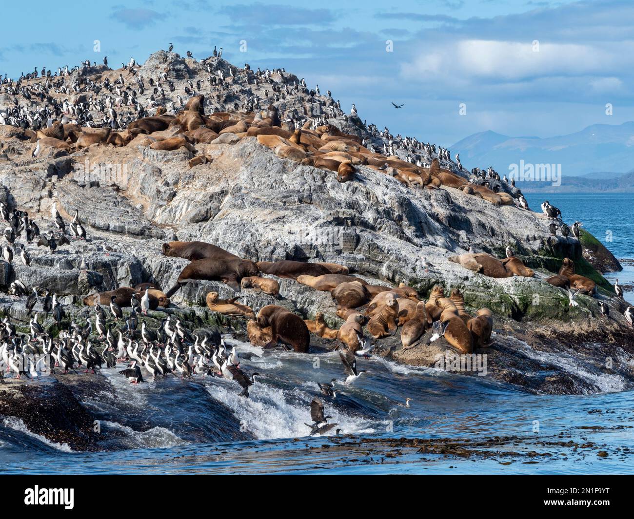 A colony of South American sea lions (Otaria flavescens), on small ...