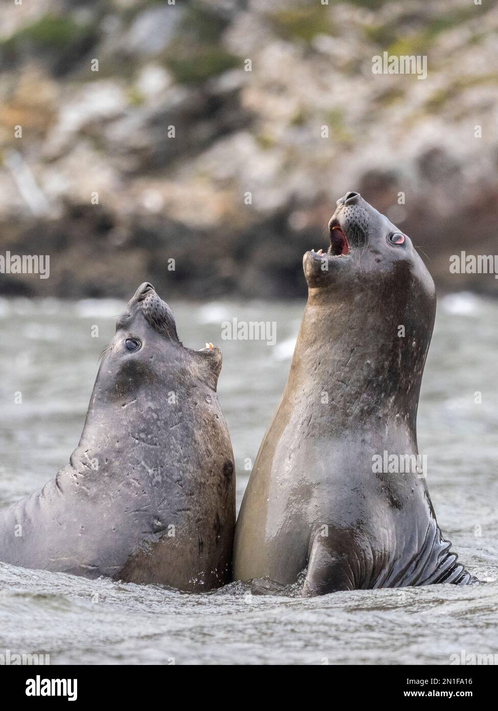 A pair of juvenile male southern elephant seals (Mirounga leonina ...