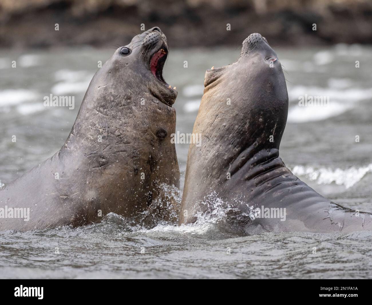 A pair of juvenile male southern elephant seals (Mirounga leonina ...