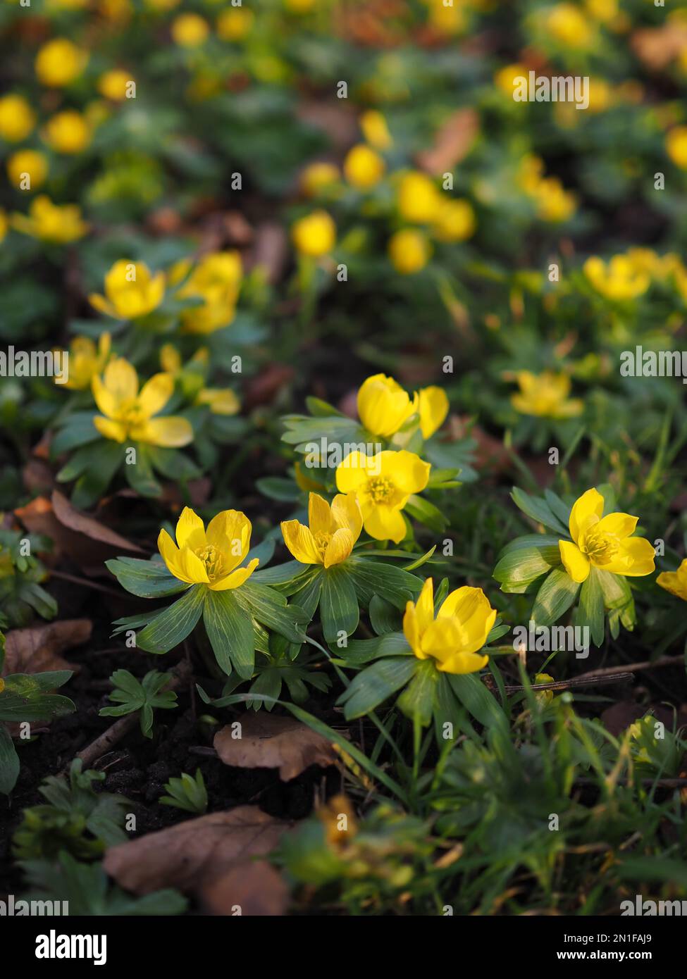 Close up of Winter aconites (Eranthis hyemalis) flowering in late ...
