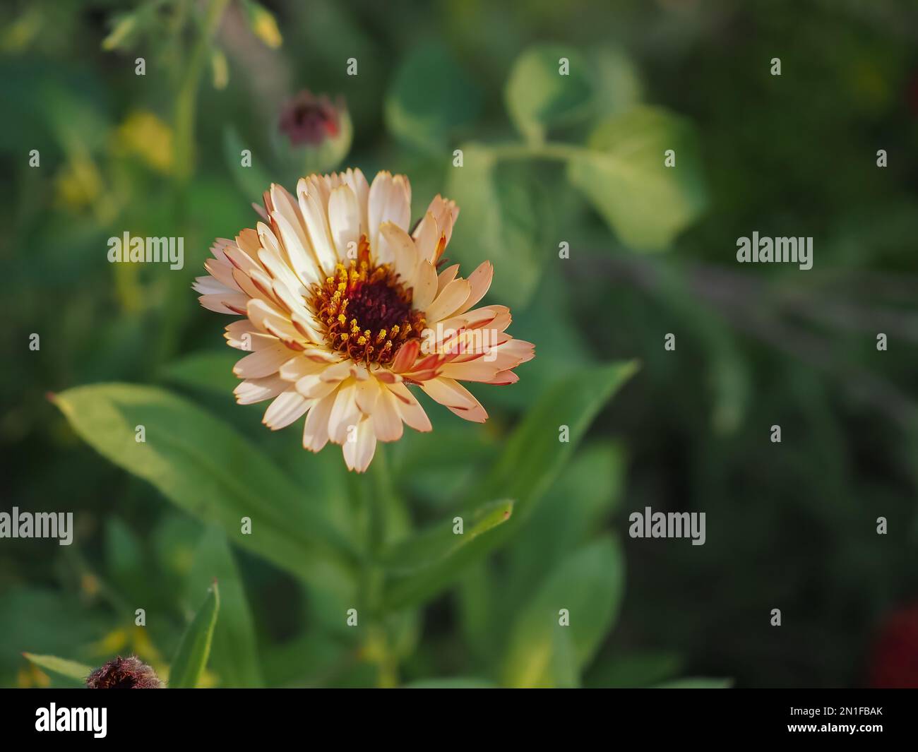 Marigold flowers sunset buff hi-res stock photography and images - Alamy