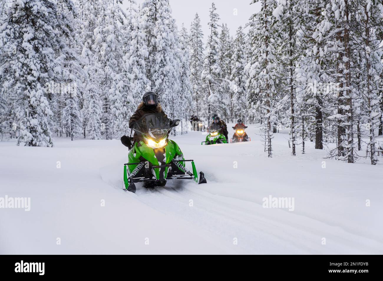 Tourists on snowmobiles in the winter forest covered with snow, Lapland ...