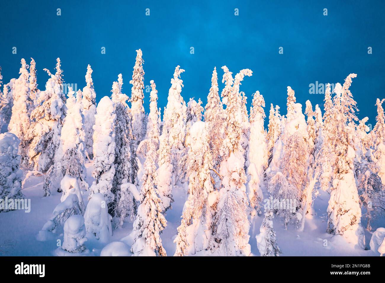 Frozen snowy spruce trees at winter dusk, Riisitunturi National Park ...