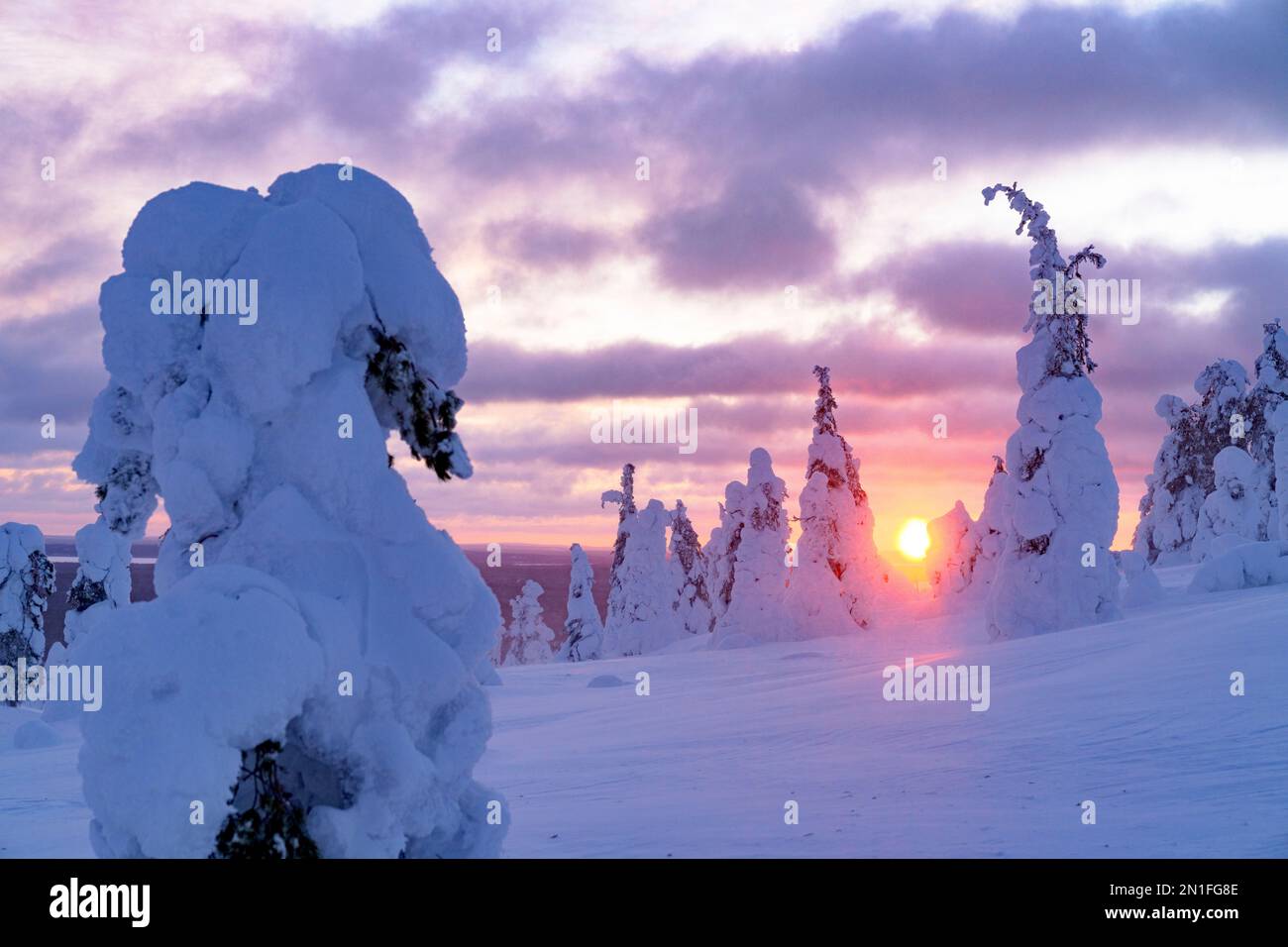 Dramatic sky with clouds at sunset over frozen spruce trees covered ...