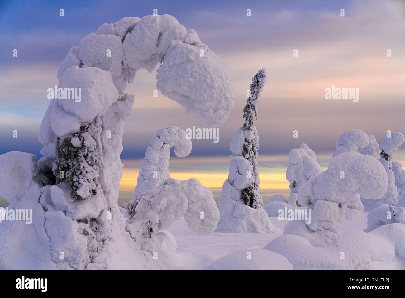 Frozen snowy trees in the winter scenery of Finnish Lapland ...