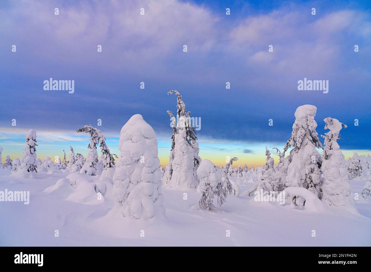 Winter dusk over the snowy forest, Riisitunturi National Park, Posio ...