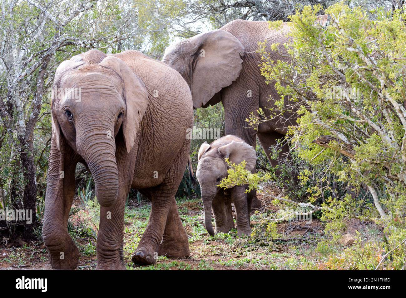 Three elephant generations including small baby Stock Photo - Alamy