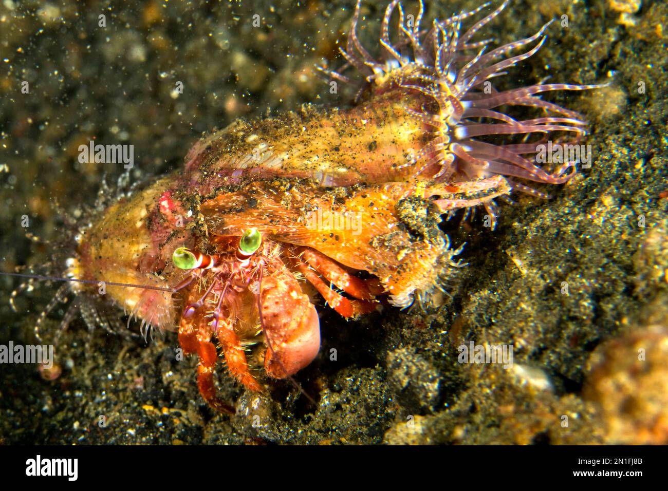 Anemone Hermit Crab, Dardanus pedunculatus, Left-handed Hermit Crab ...