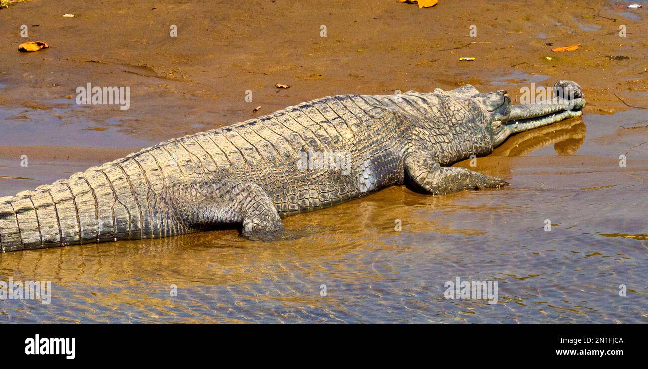 Gharial, Gavial, Gavialis gangeticus, Fish Eating Crocodile, Wetlands ...