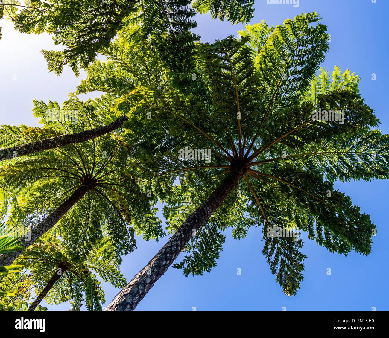 Fern tree, Botanical garden, Norfolk Island, Australia, Pacific Stock ...