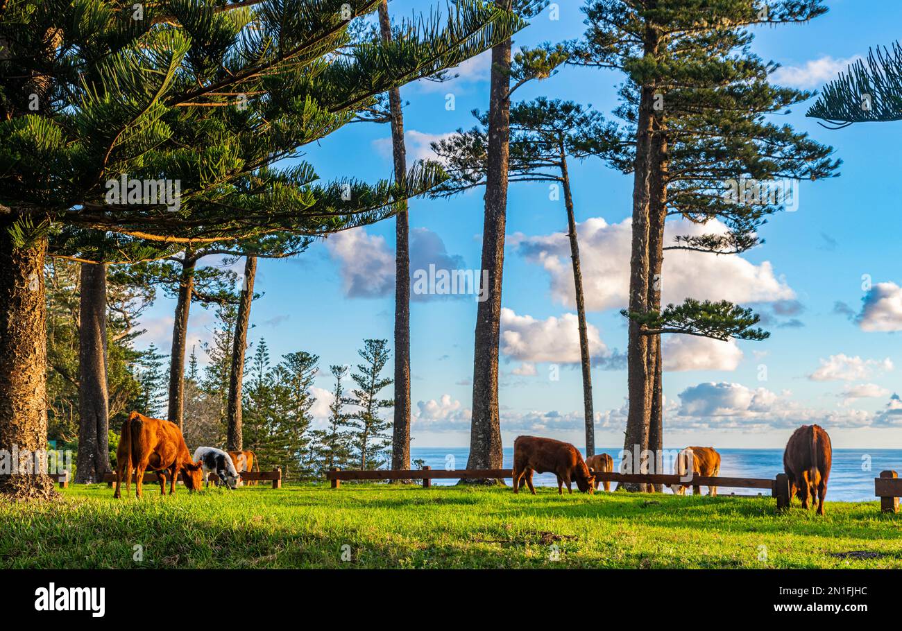 Grazing island hi-res stock photography and images - Alamy