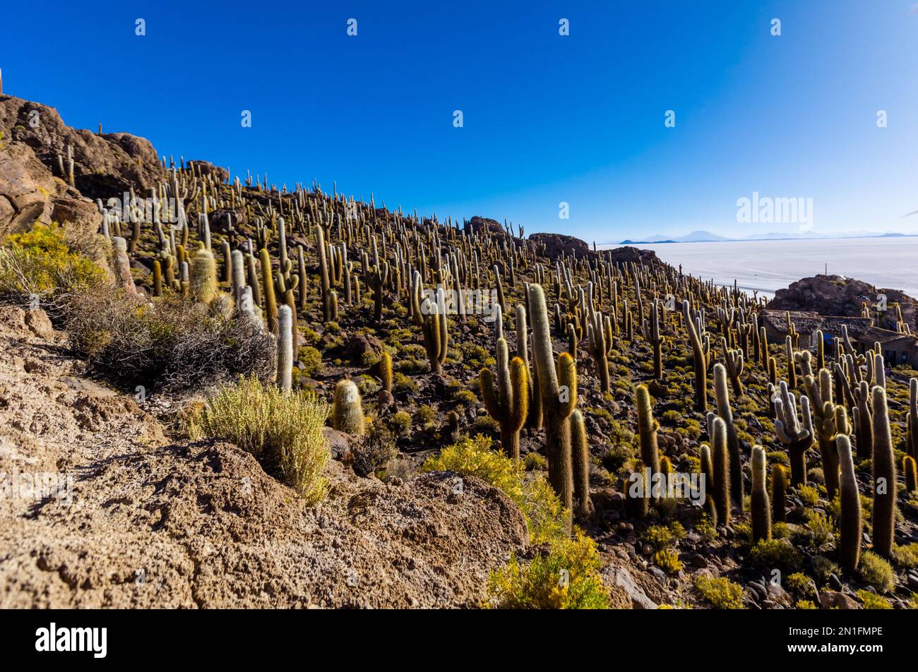 Cacti of the Uyuni Salt Flats, Bolivia, South America Stock Photo - Alamy