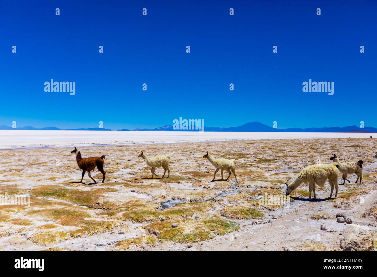 Alpaca of the Uyuni Salt Flats, Bolivia, South America Stock Photo - Alamy