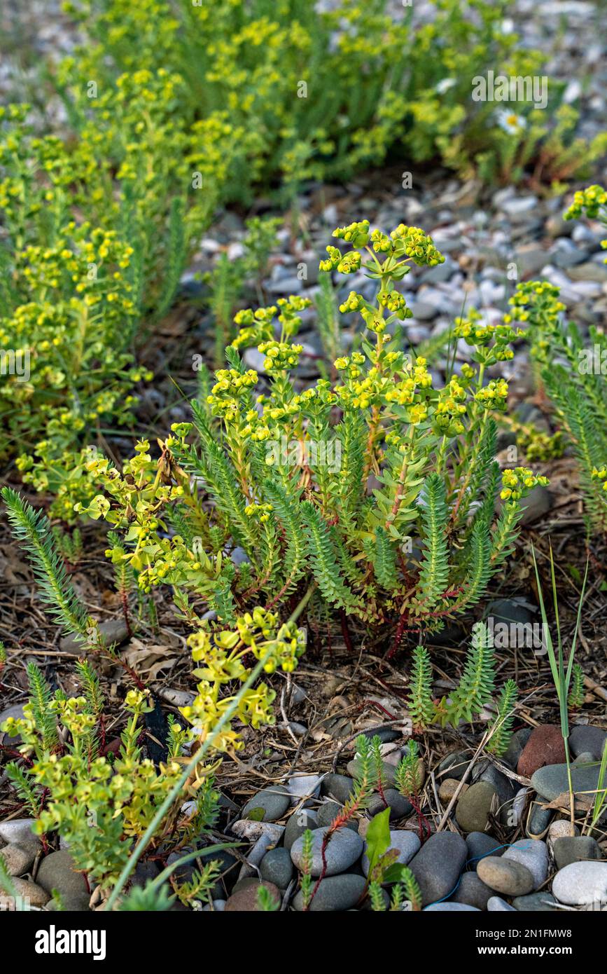 Sea spurge, Euphorbia paralias Stock Photo - Alamy