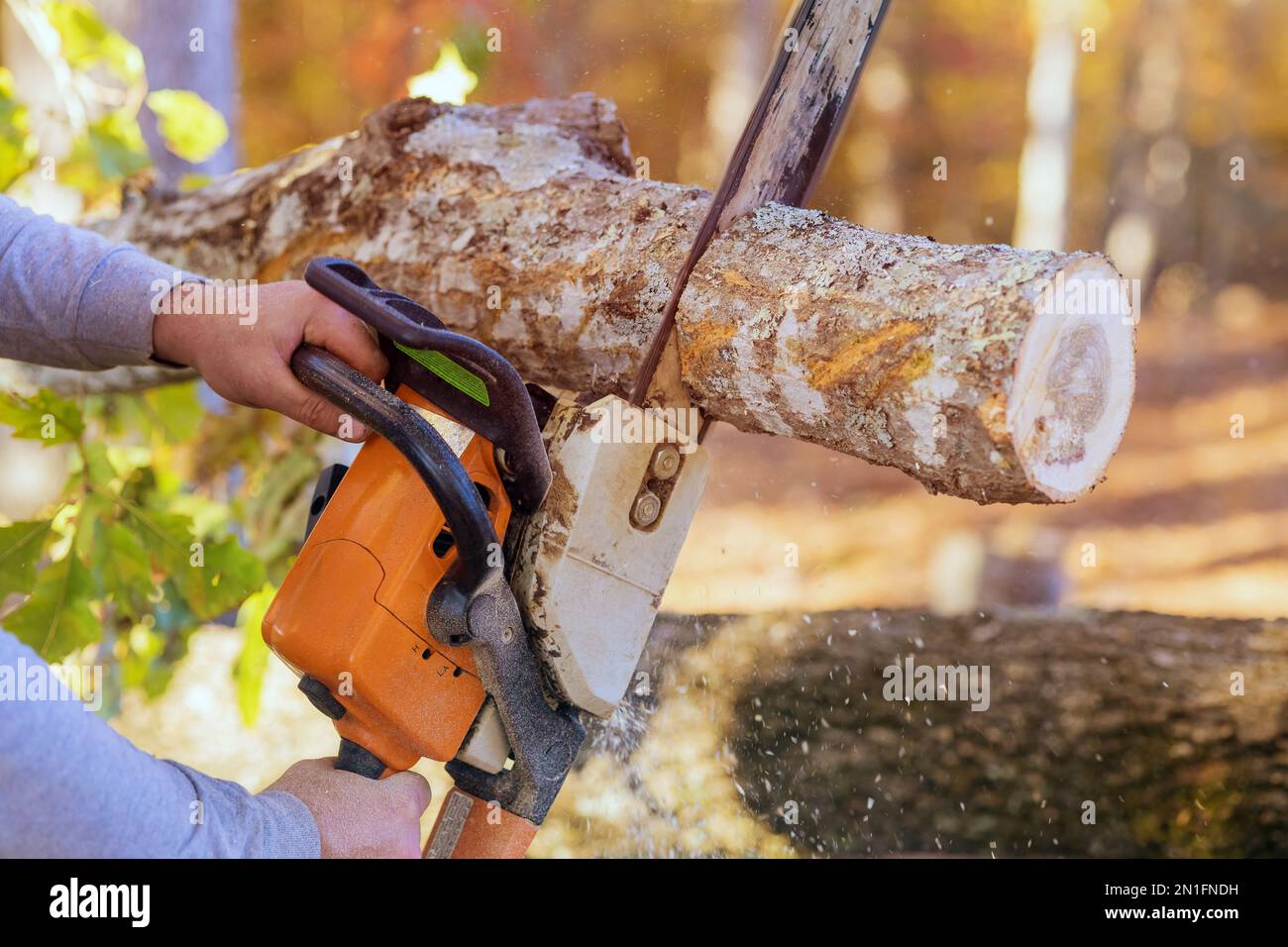 In aftermath of hurricane woodcutter cuts down trees with hand chainsaw ...