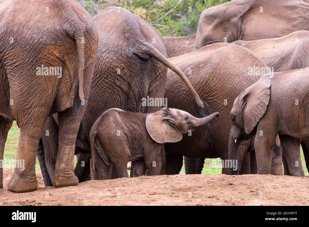Baby elephants greeting Stock Photo - Alamy