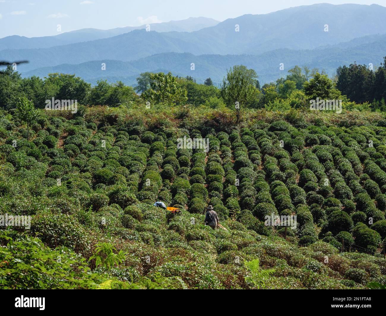 Anaseuli tea plantations near Ozurgeti, Guria, Georgia (Sakartvelo ...