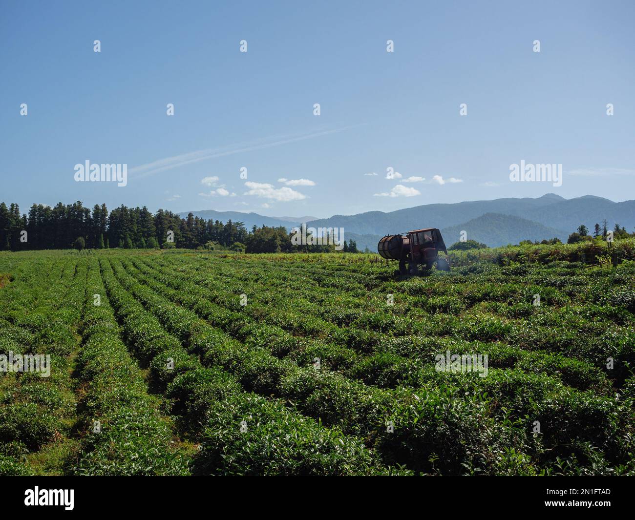 Anaseuli tea plantations near Ozurgeti, Guria, Georgia (Sakartvelo ...