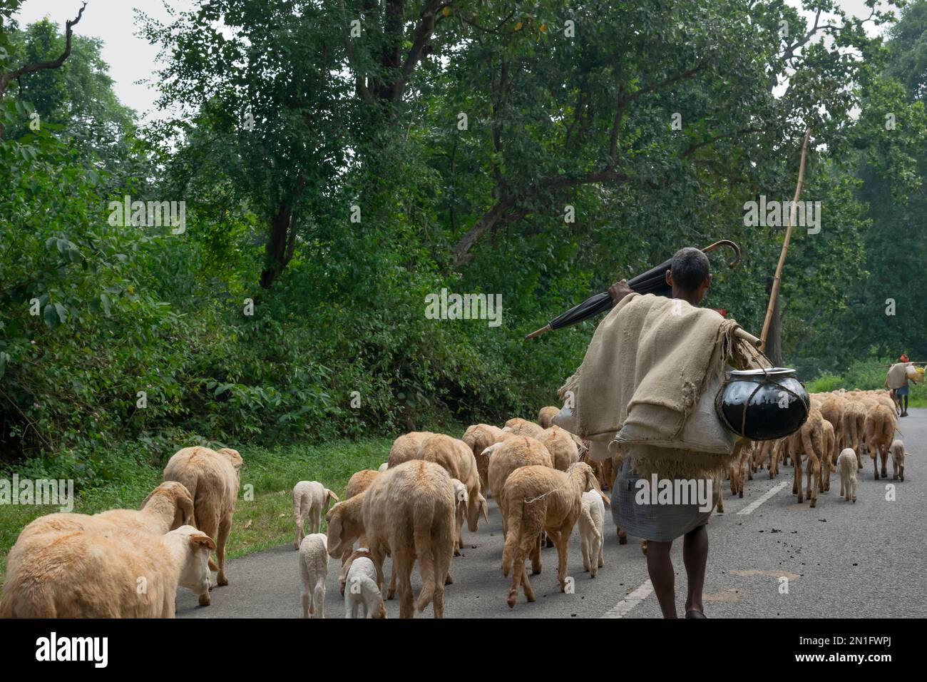 Shepherd travelling on the road Stock Photo - Alamy