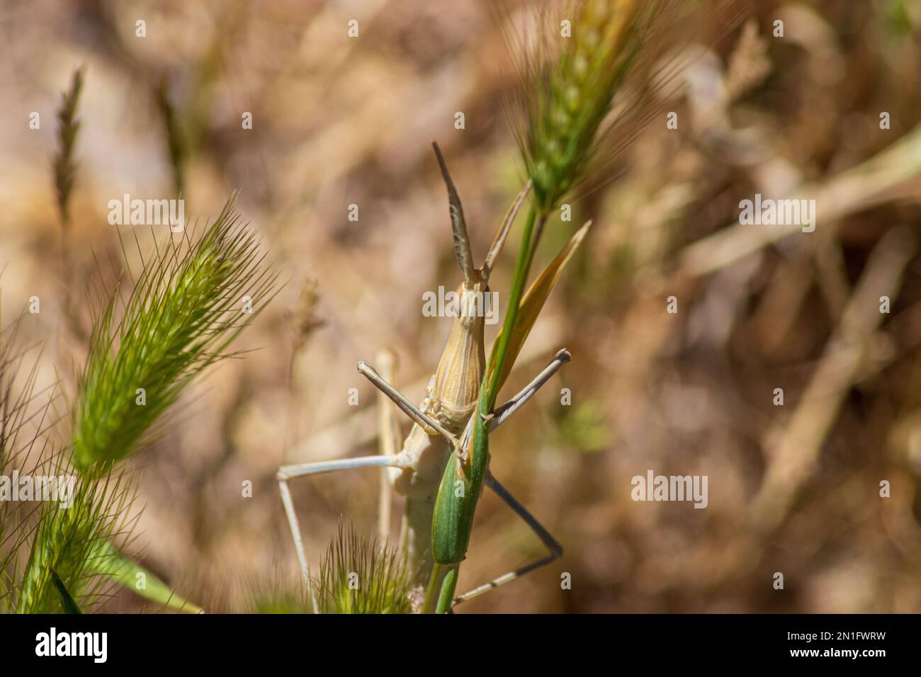 Funnyface locusts hi-res stock photography and images - Alamy