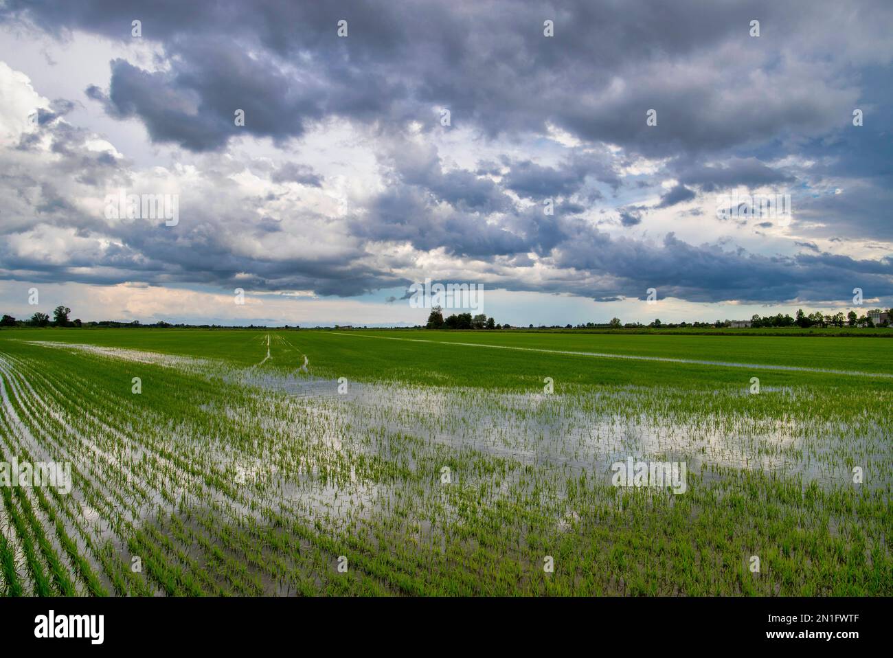 Rice paddy italy hi-res stock photography and images - Alamy